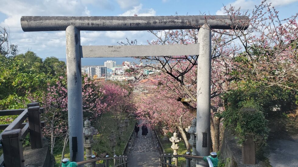 Celebrating the Sakura - Chickling Writes